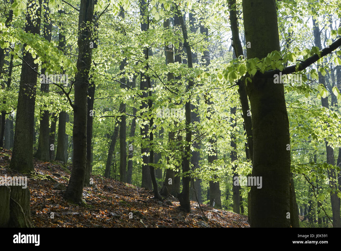 Kellerwald National Park Stock Photo - Alamy