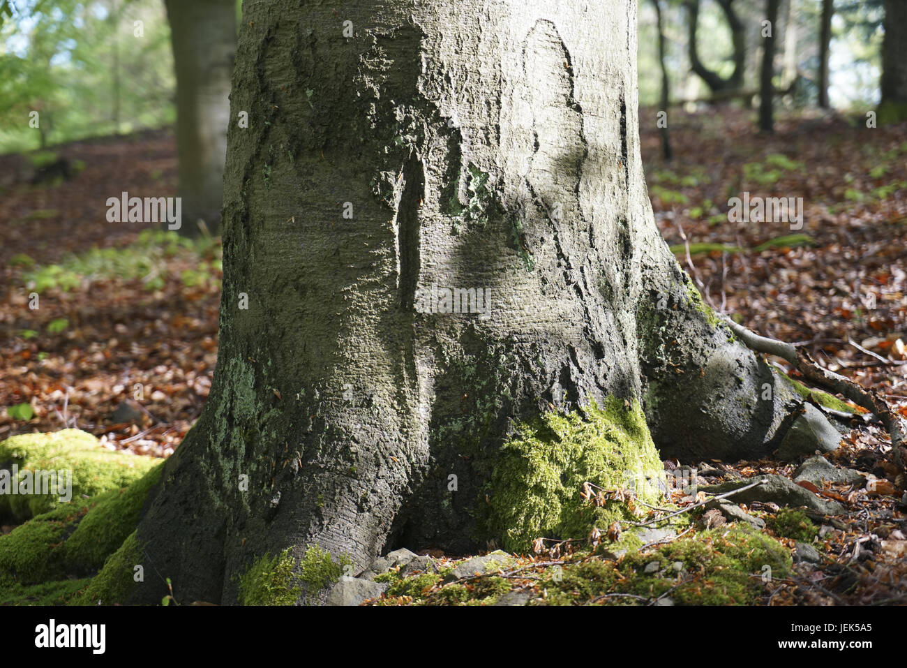 Kellerwald tree hi-res stock photography and images - Alamy