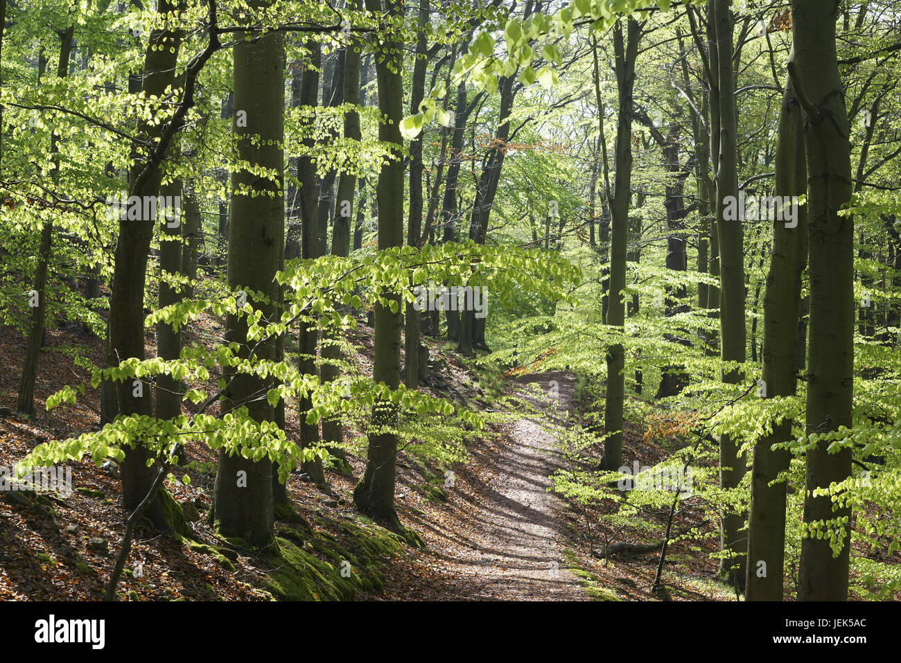 beech trees in Kellerwald National Park Stock Photo - Alamy
