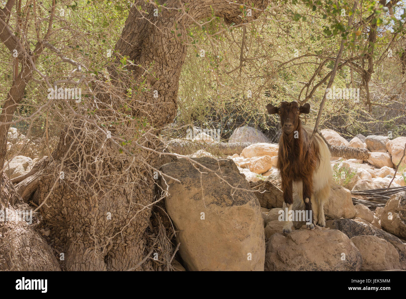 Goat in an oasis in the Wadi Al-Arbaeen in Oman Stock Photo - Alamy