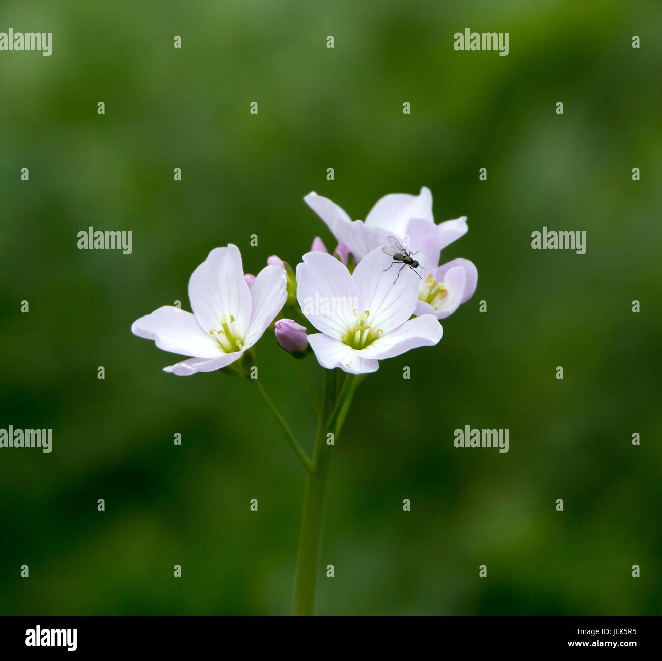 Wild flower Lady's Smock or Cuckoo Flower Stock Photo - Alamy