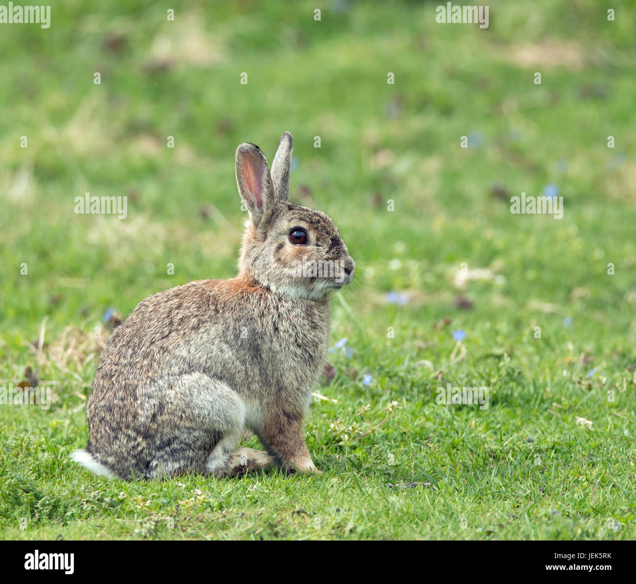 Rabbit young hi-res stock photography and images - Alamy