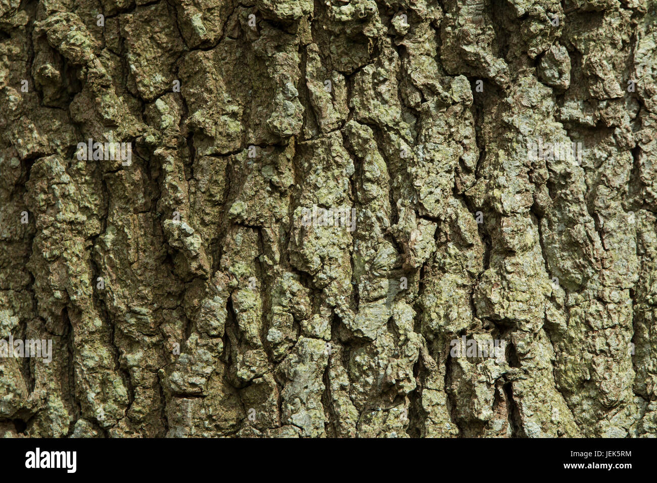 Oak Tree Bark Stock Photo - Alamy