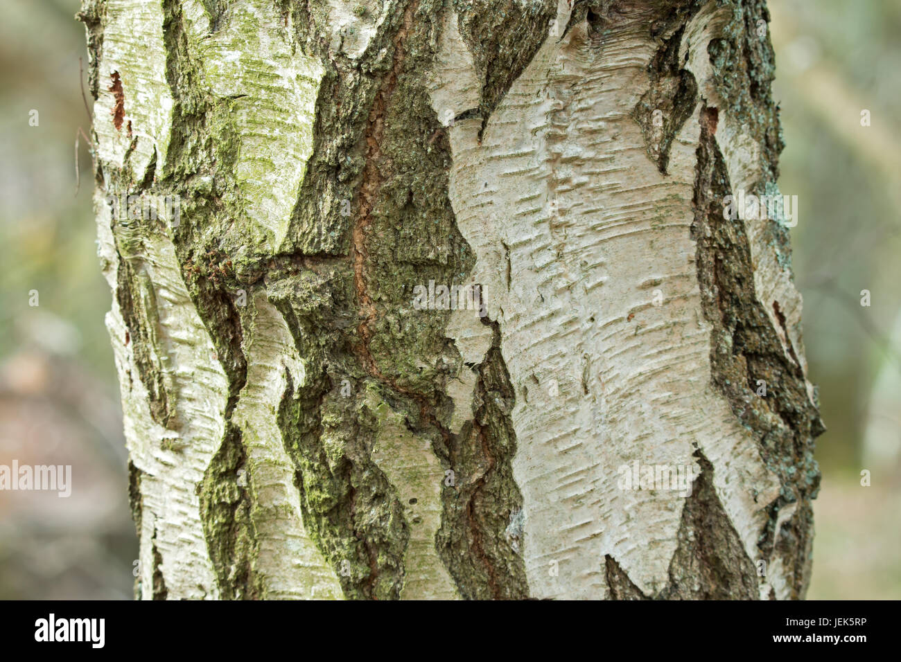 Birch tree bark silver texture hi-res stock photography and images - Alamy
