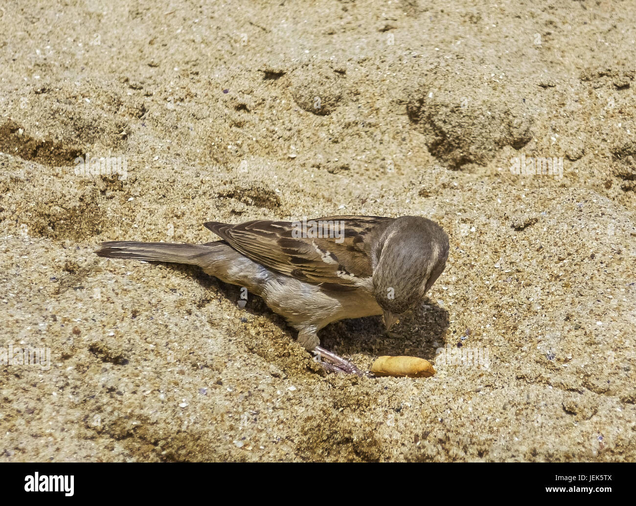 Eating sand hi-res stock photography and images - Alamy