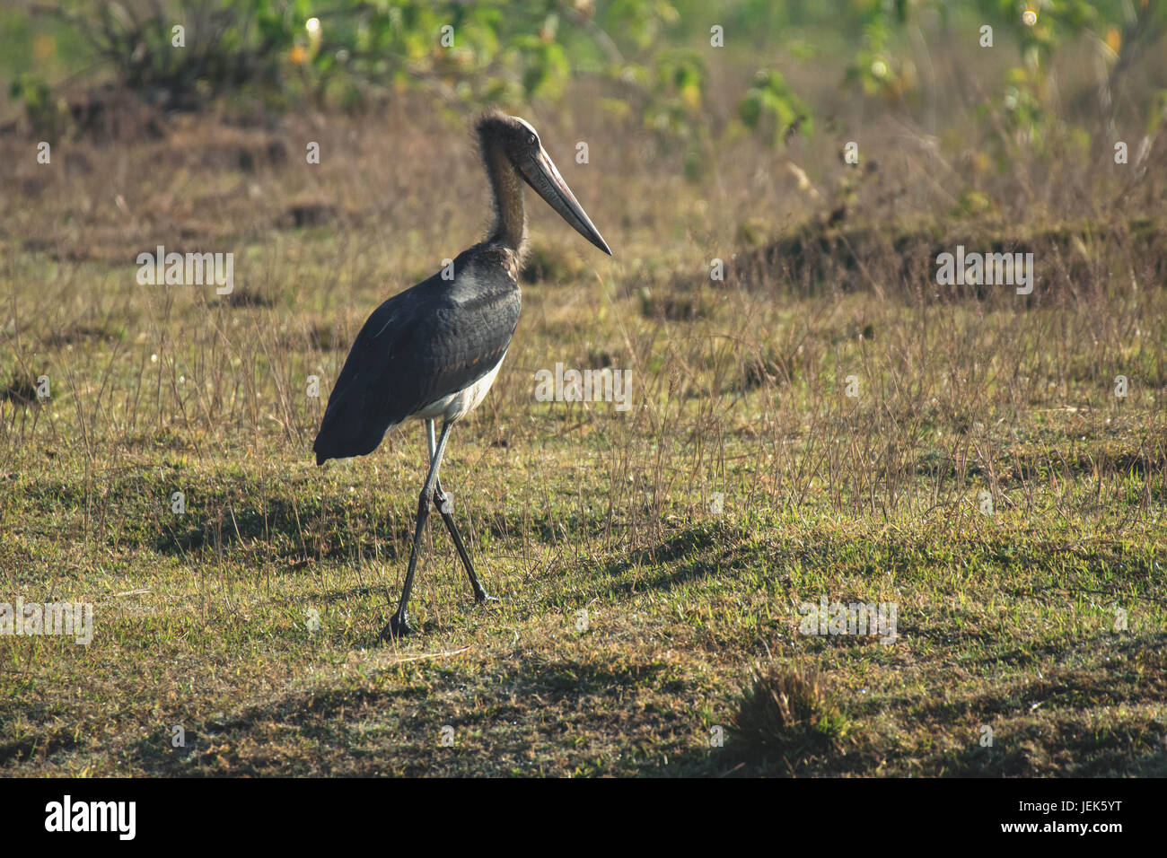 Open bill stork, kaziranga national park, Assam, india, asia Stock ...