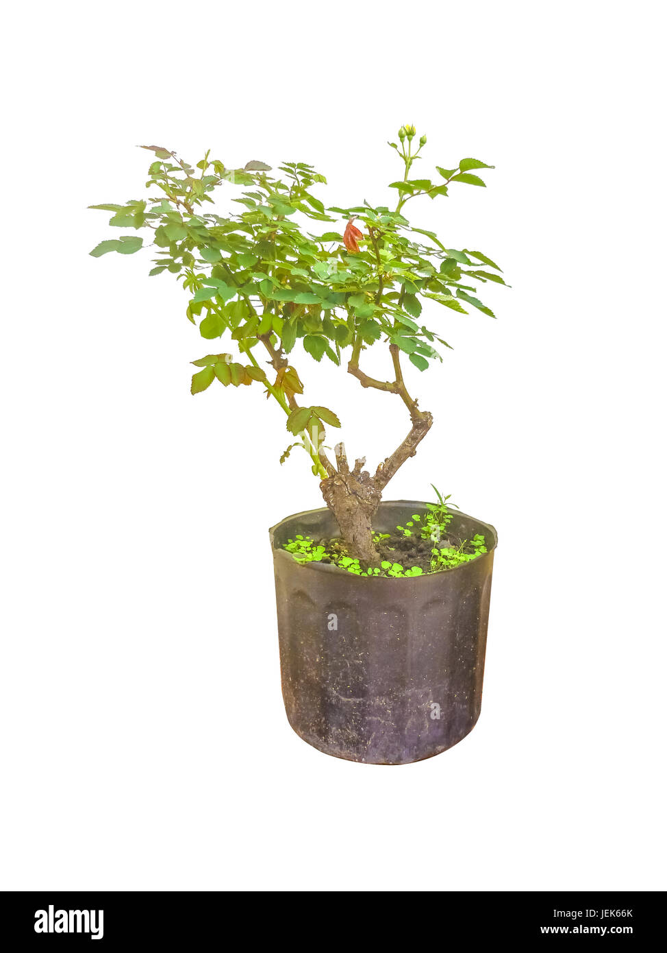 Isolated plant hi-res stock photography and images - Alamy