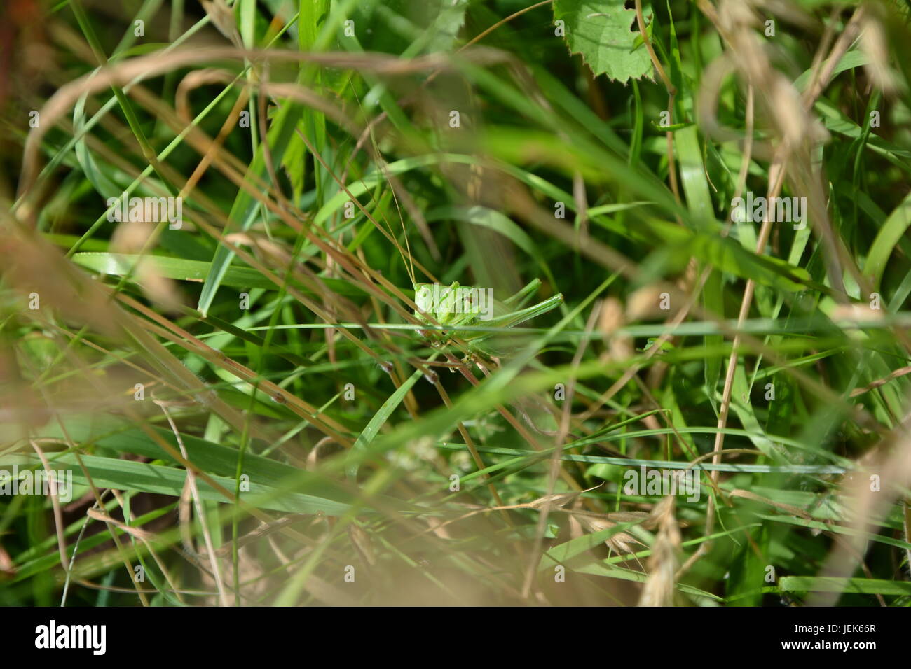 Feeler hi-res stock photography and images - Alamy