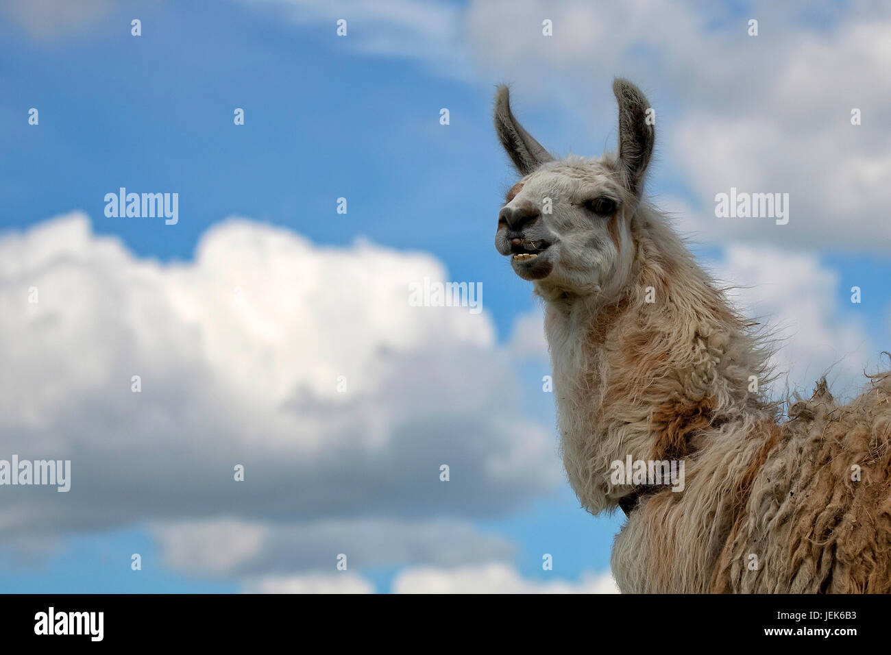 Lama alpaca hi-res stock photography and images - Alamy