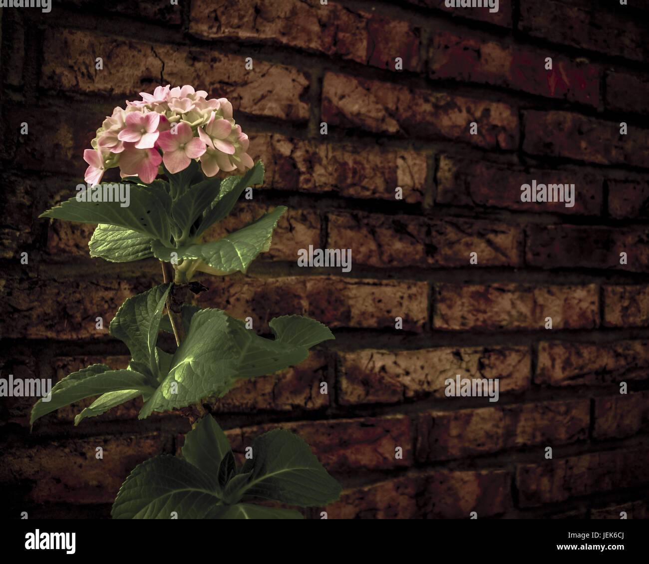 Flower in front Brick Wall Stock Photo - Alamy