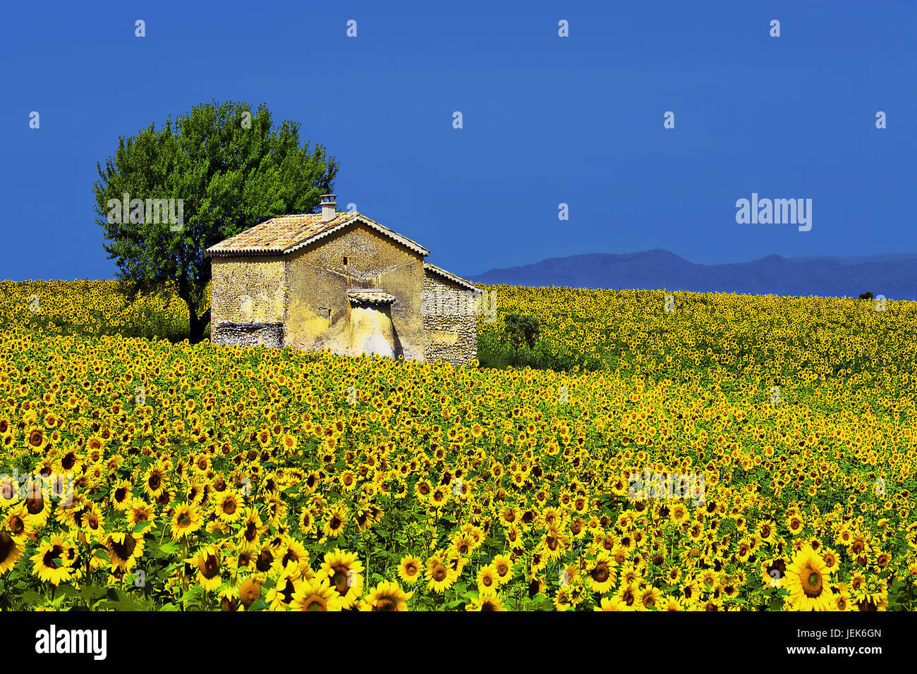 Plateau de Valensole, Provence, France Stock Photo - Alamy