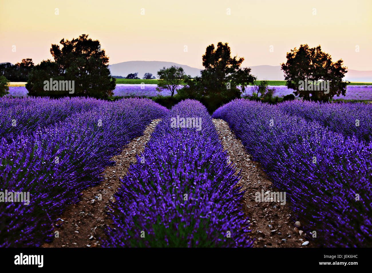 Plateau de Valensole, Provence, France Stock Photo - Alamy