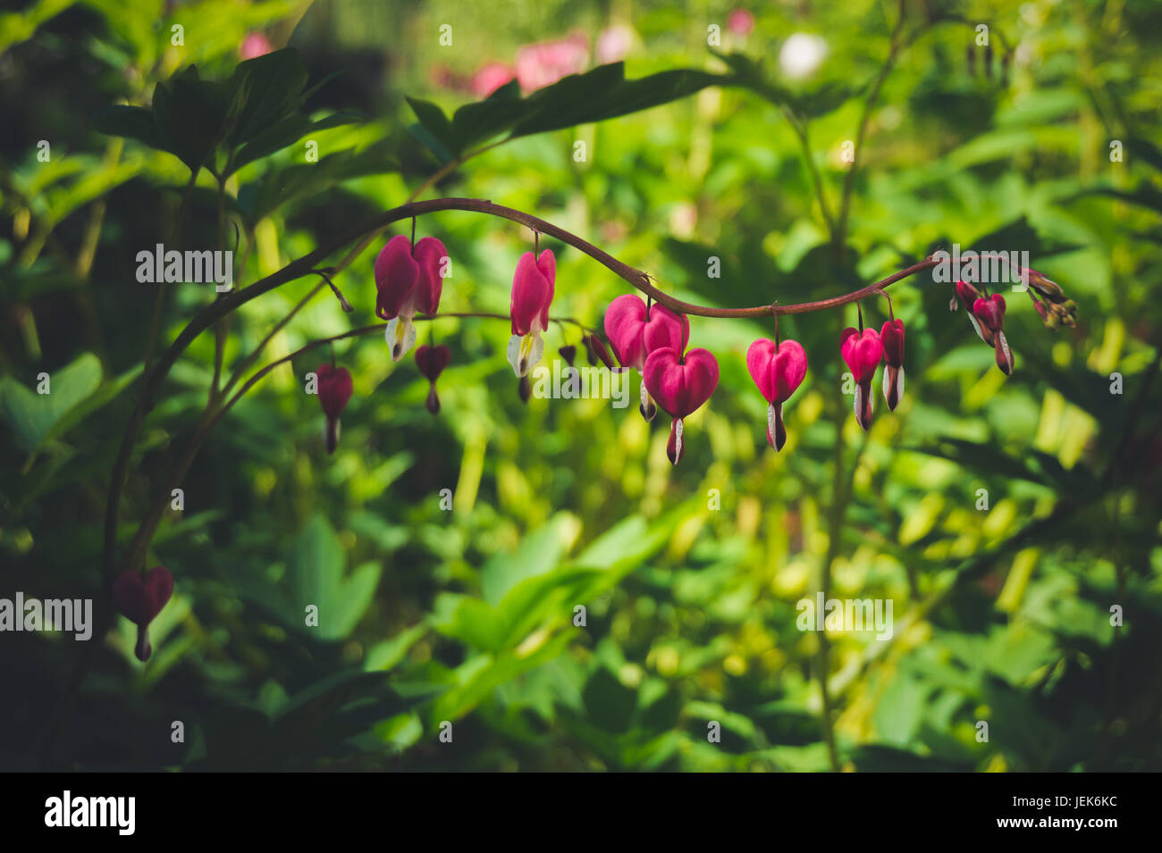 Heart shaped flowers in the garden Stock Photo - Alamy