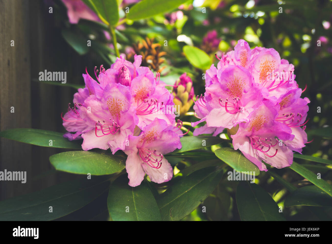 Two pink flowers in the garden Stock Photo - Alamy