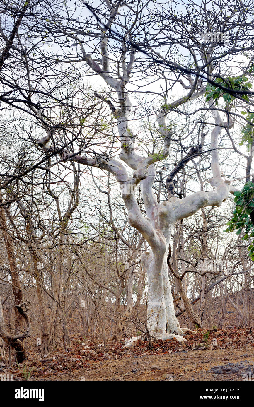 Gir national park, Gujarat, india, asia Stock Photo - Alamy
