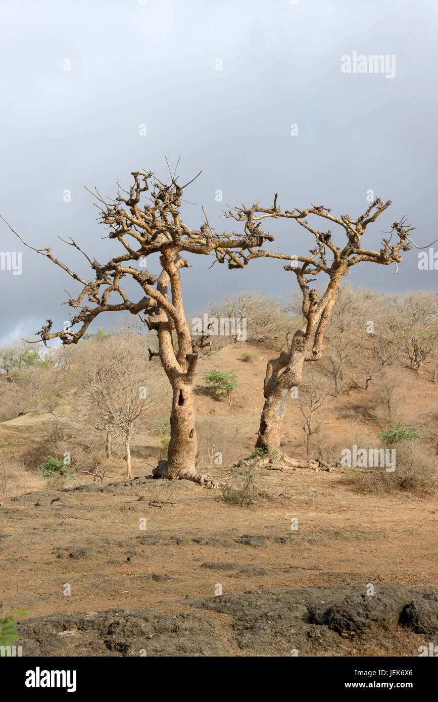 Gir national park Gujarat, india, asia Stock Photo - Alamy