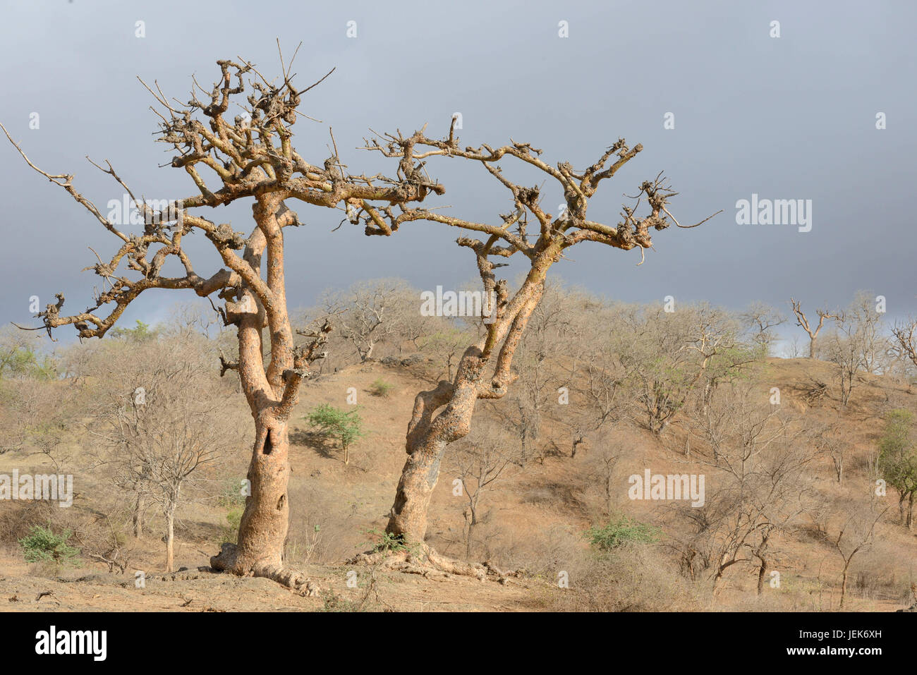 Gir national park Gujarat, india, asia Stock Photo - Alamy