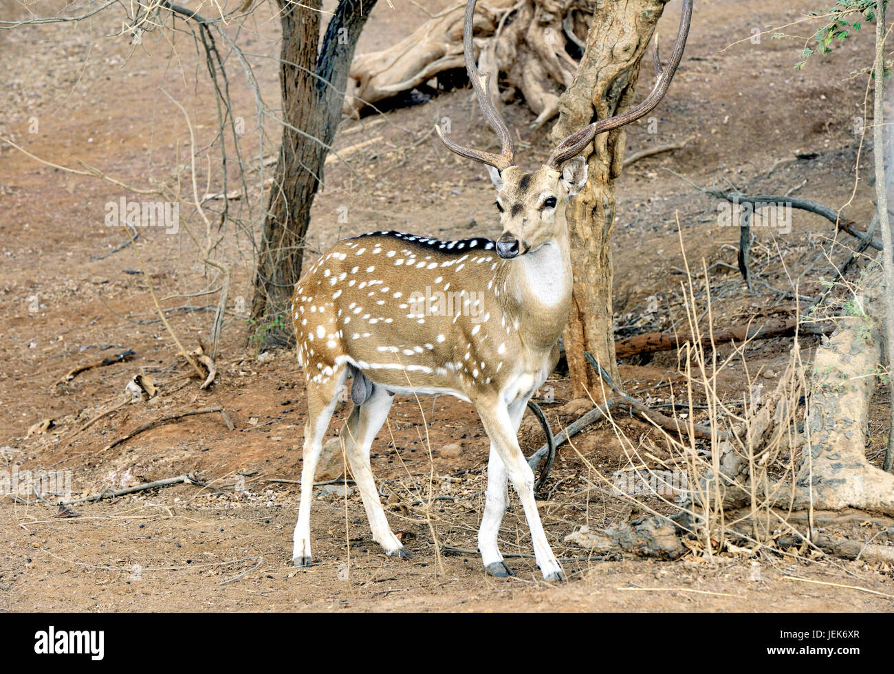 Deer in gir national park, Gujarat, india, asia Stock Photo - Alamy