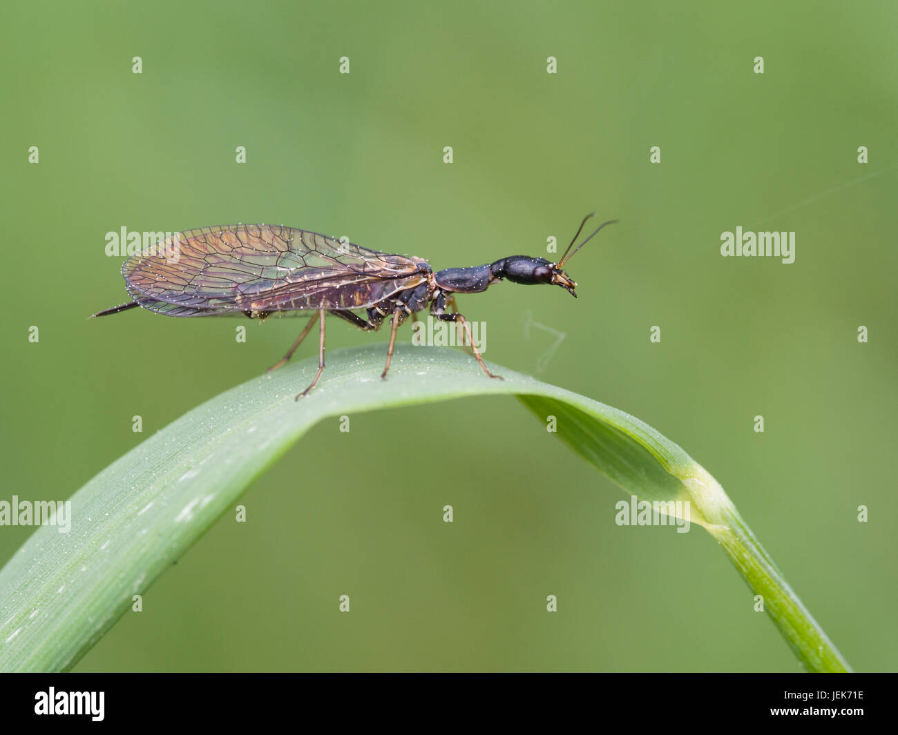 Snakefly (Phaeostigma notata Stock Photo - Alamy