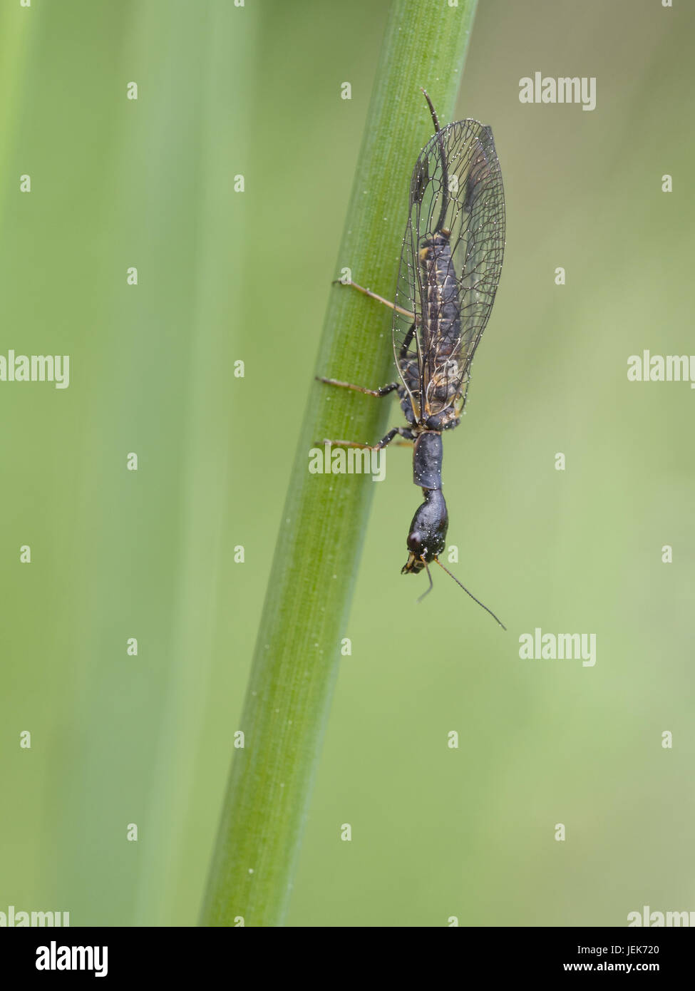 Snakefly (Phaeostigma notata Stock Photo - Alamy