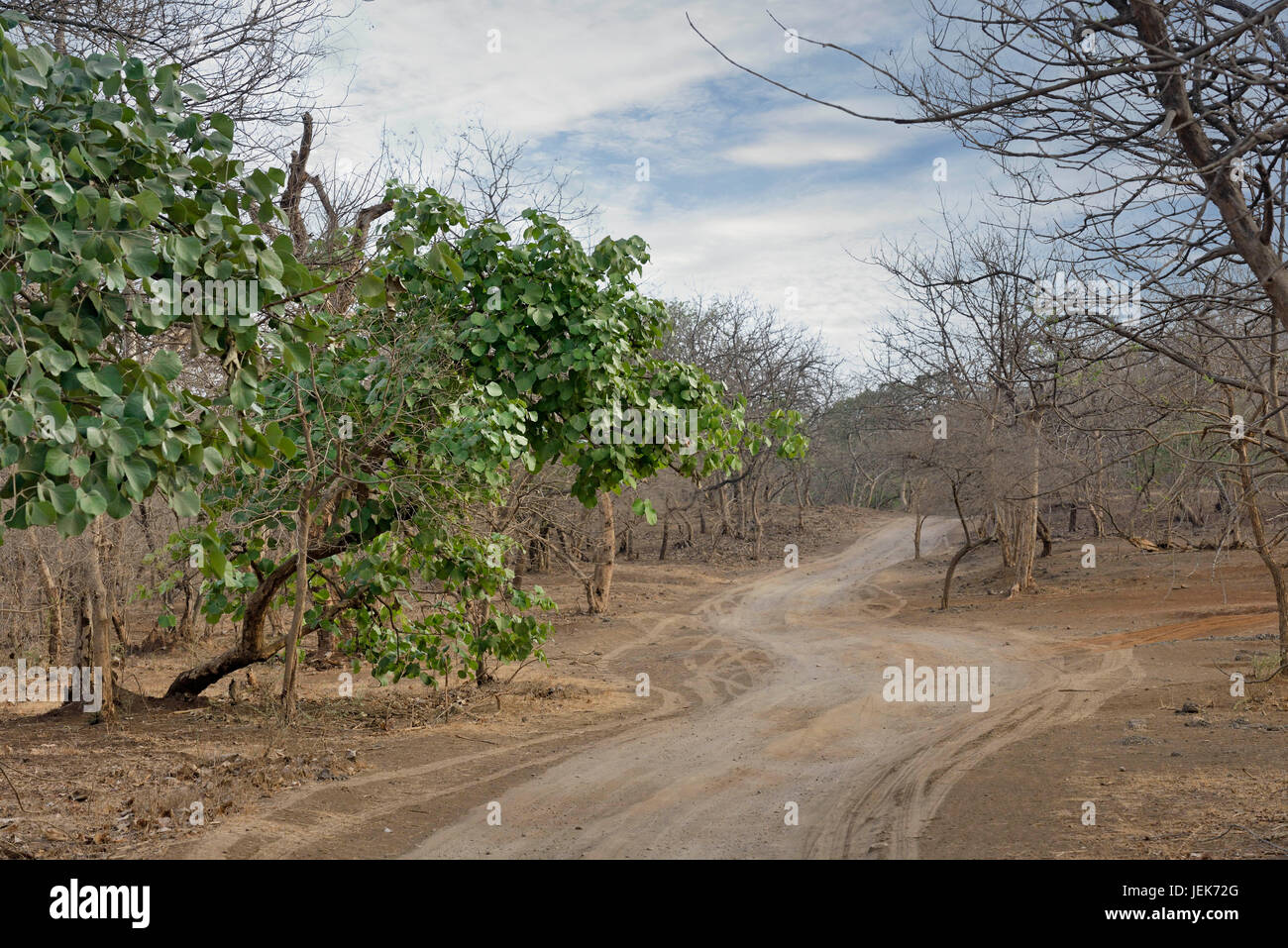 Gir Stock Photos & Gir Stock Images - Alamy