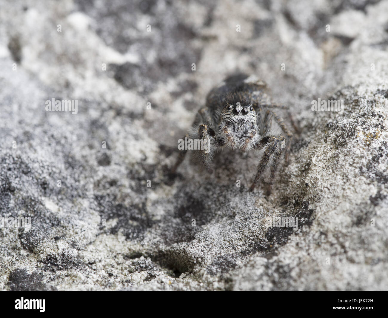 Jumping Spider, Philaeus chrysops Stock Photo - Alamy