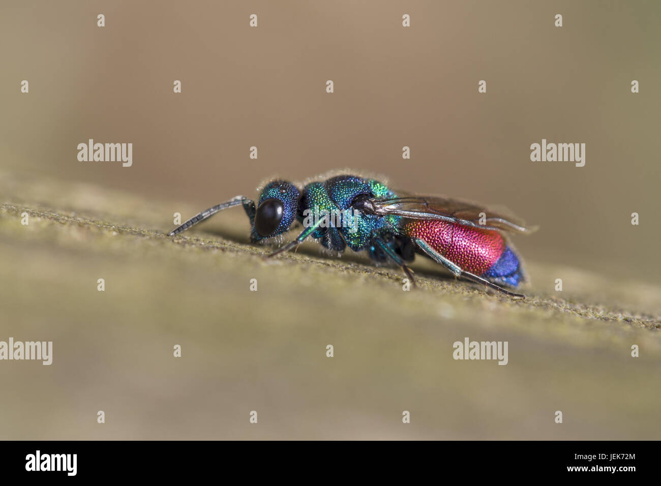 Cuckoo wasp, Chrysis rutilans Stock Photo - Alamy