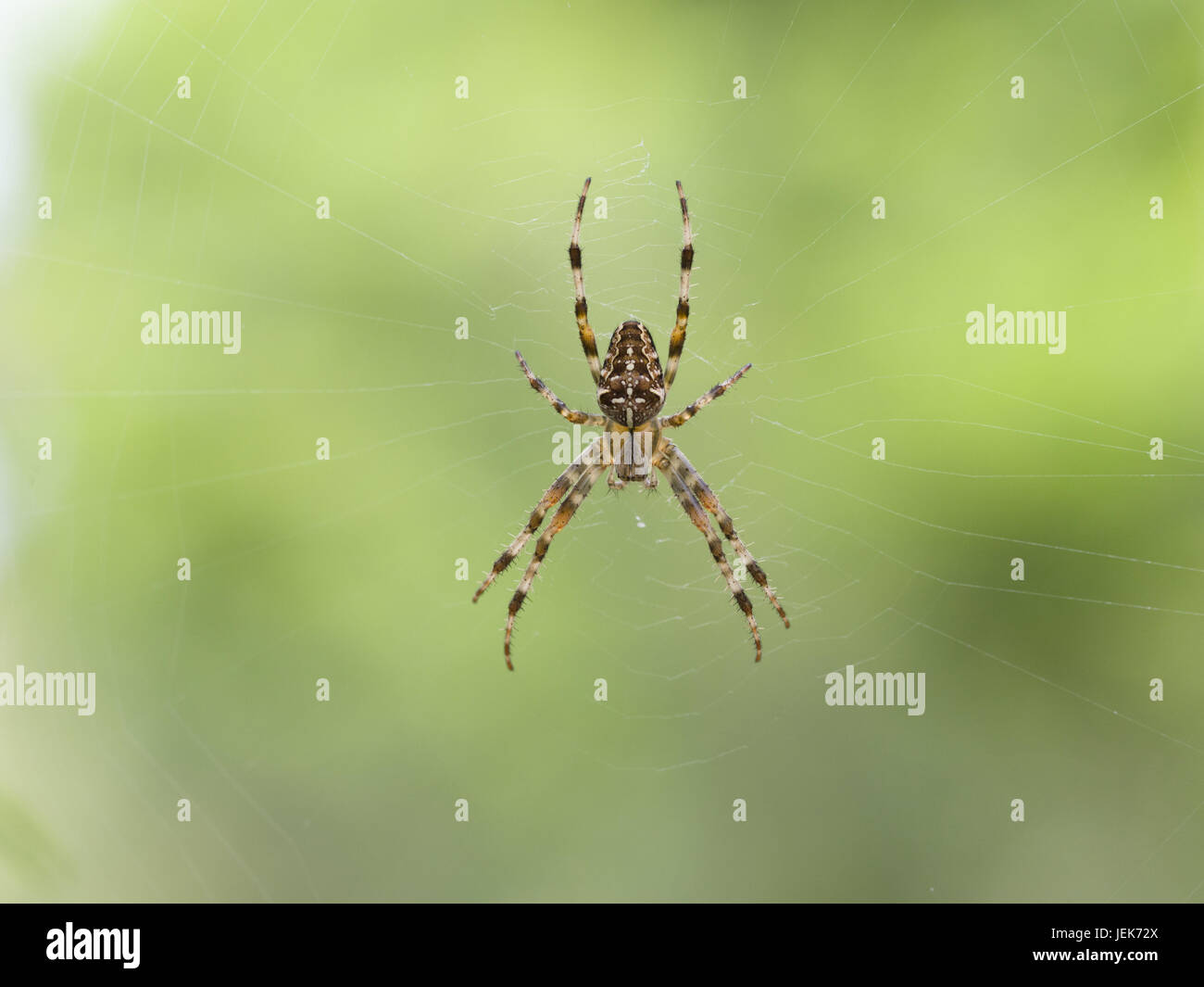 European garden spider, Araneus diadematus Stock Photo - Alamy