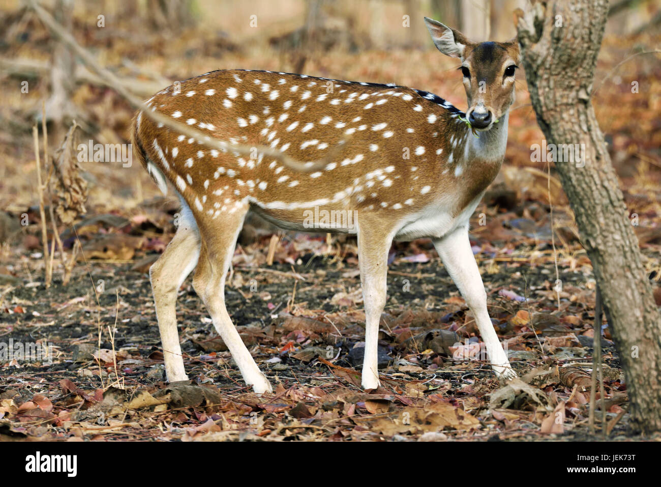 Deer, gir national park, Gujarat, india, asia Stock Photo - Alamy