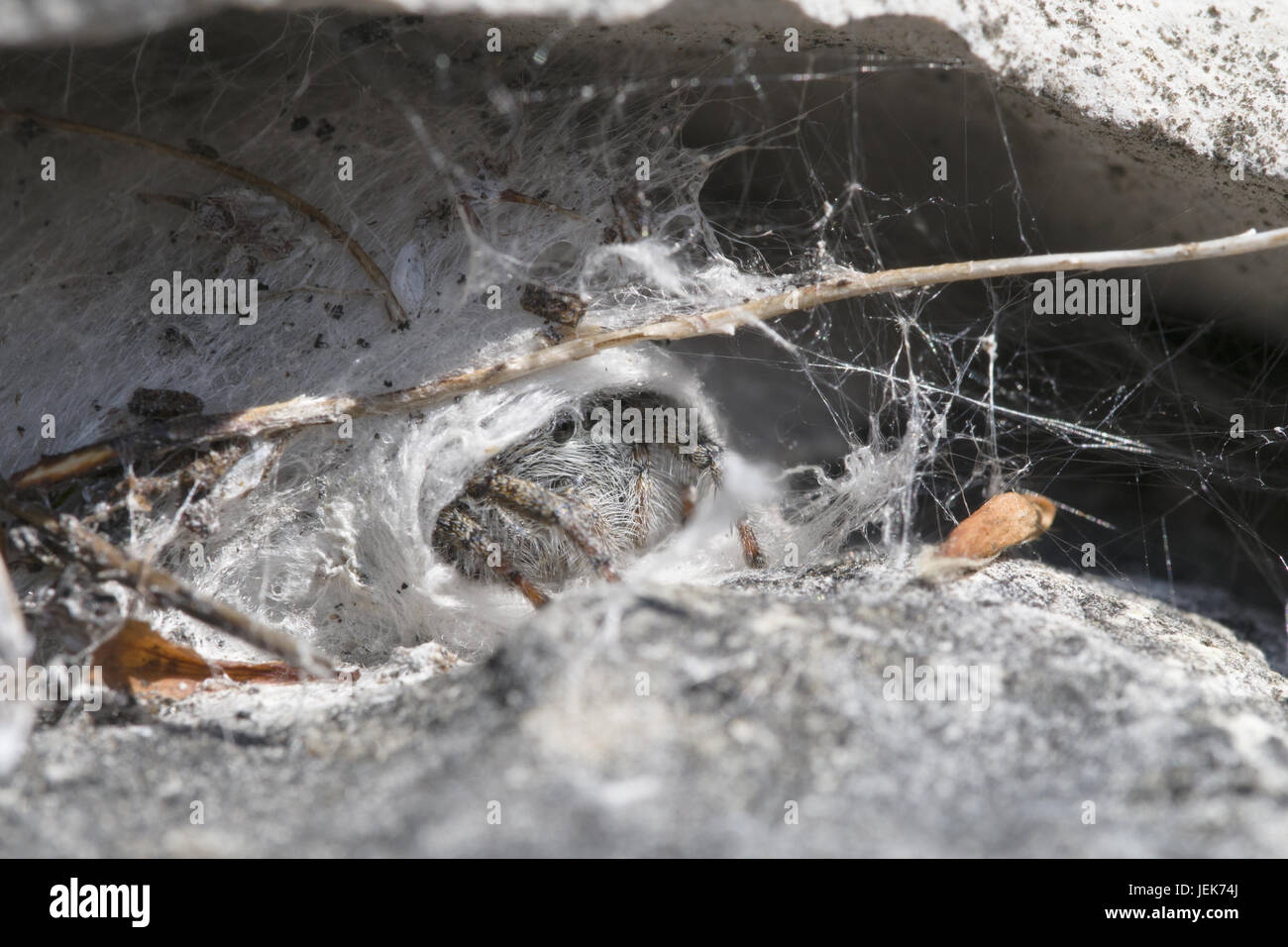 Jumping Spider, Philaeus chrysops Stock Photo - Alamy