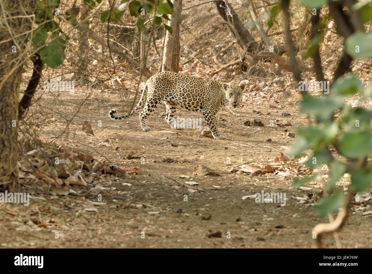 leopard, gir national park, Gujarat, india, asia Stock Photo - Alamy