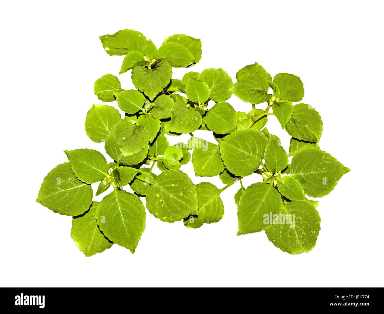 Isolated Green Plants Stock Photo - Alamy