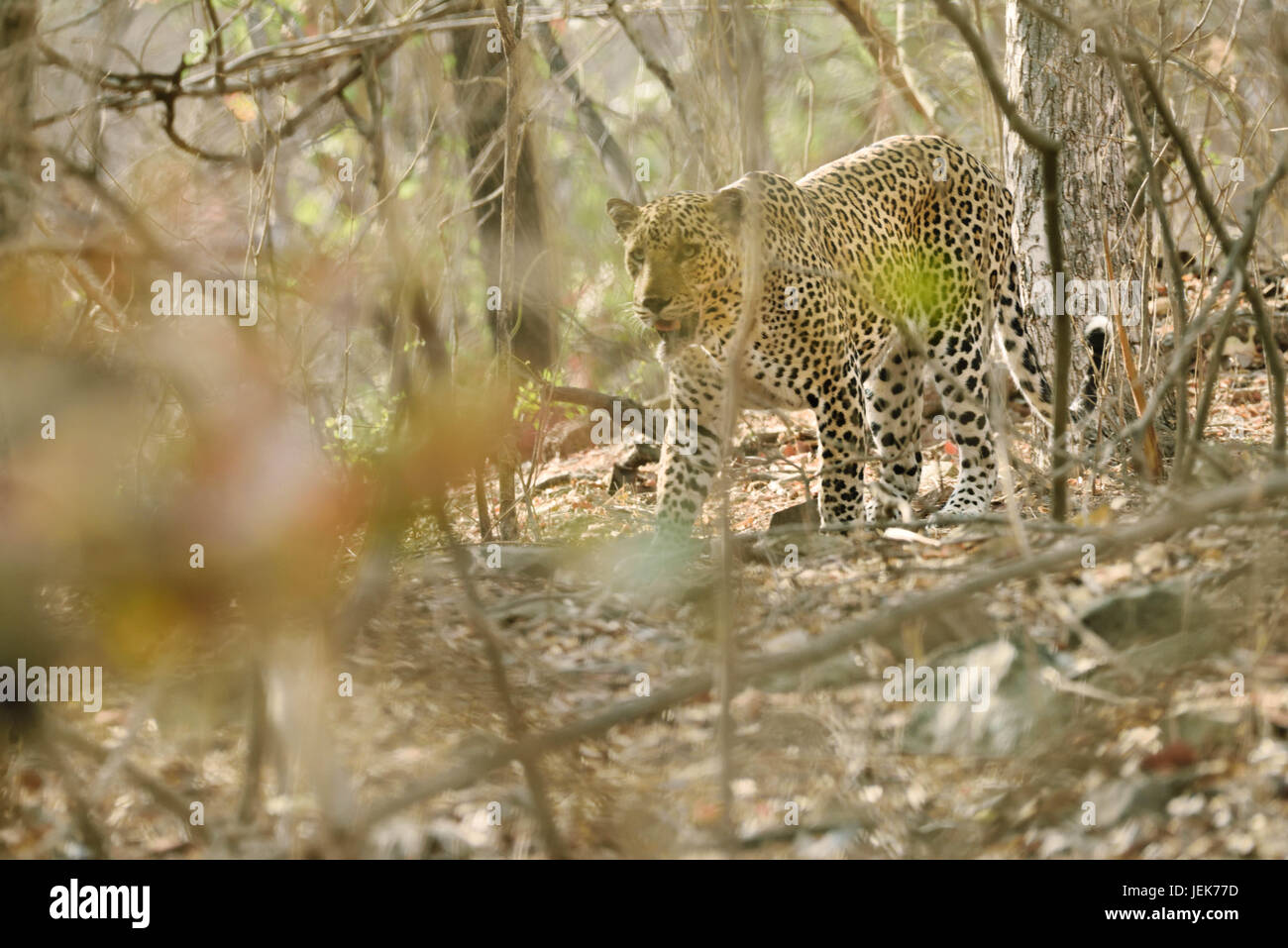 Leopard, gir national park, Gujarat, india, asia Stock Photo - Alamy