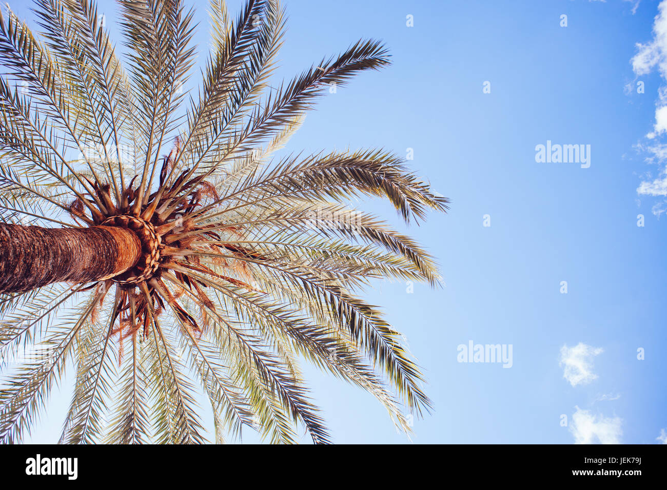 palm tree from below with a nice blue sky Stock Photo - Alamy