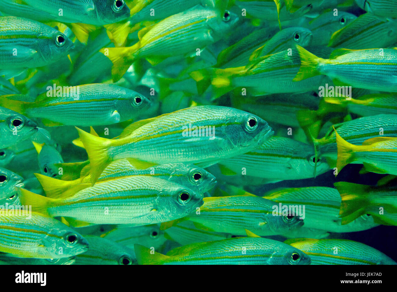 Fisch viel hi-res stock photography and images - Alamy