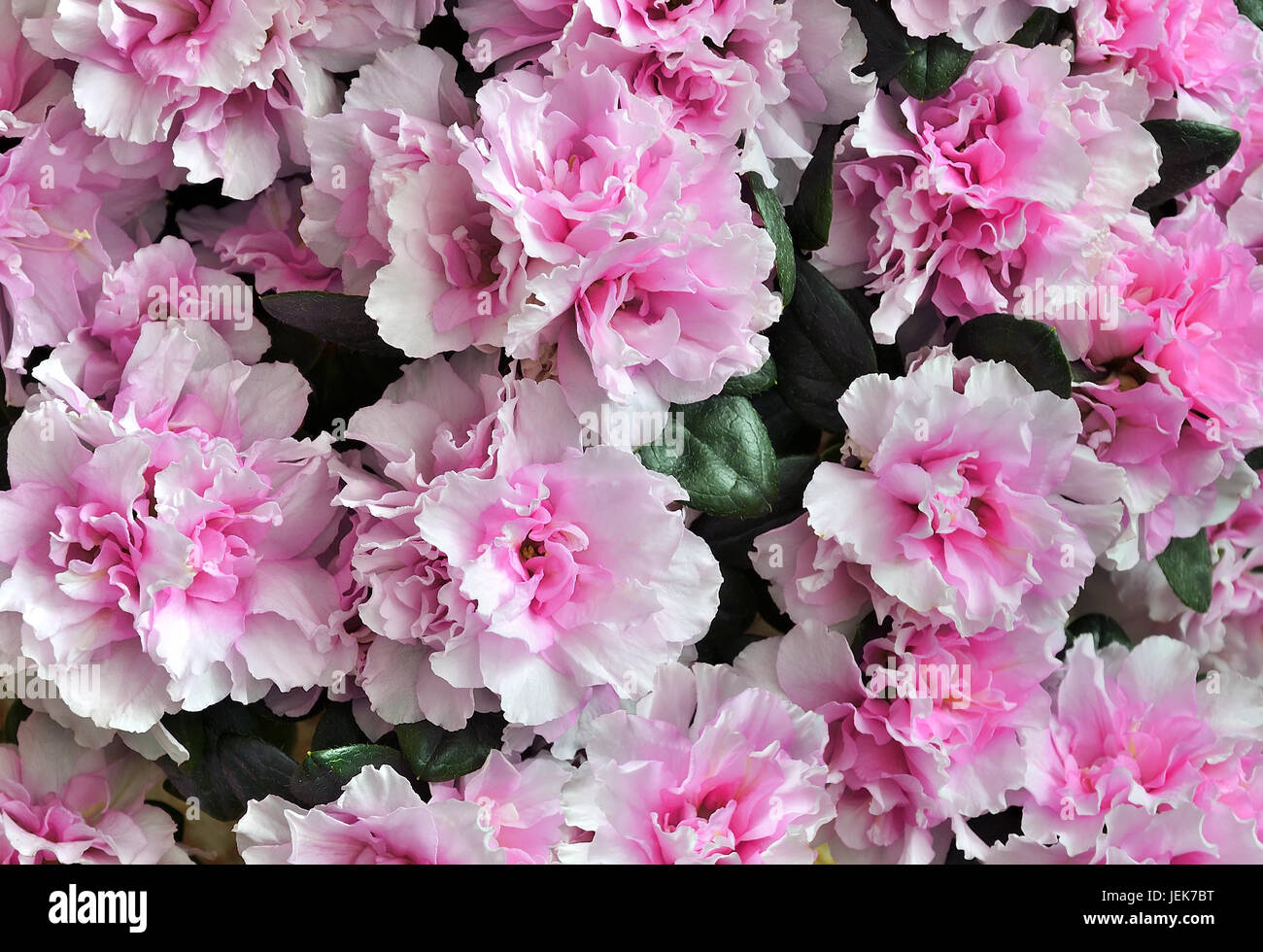 Azalea stamen hi-res stock photography and images - Alamy