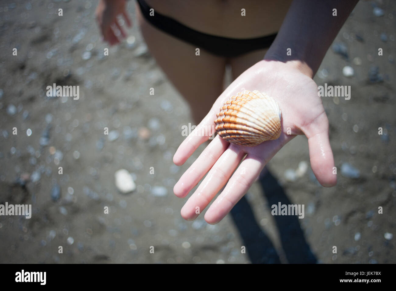 Hands holding shells beach hi-res stock photography and images - Alamy