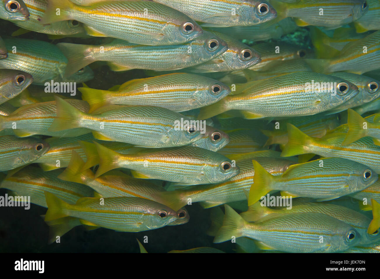 In the midst of thousands of fish Stock Photo - Alamy