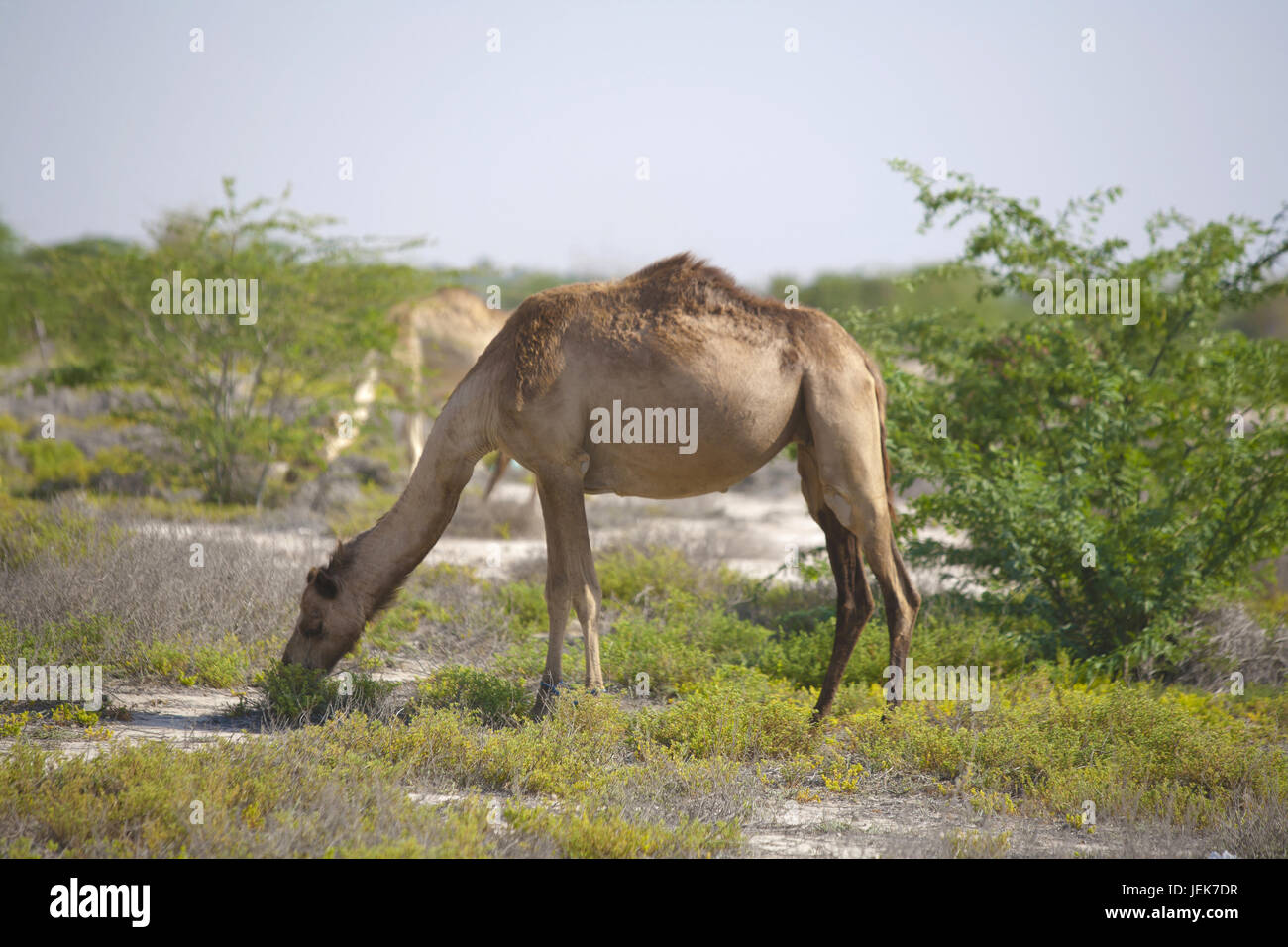 Oman camels hi-res stock photography and images - Alamy