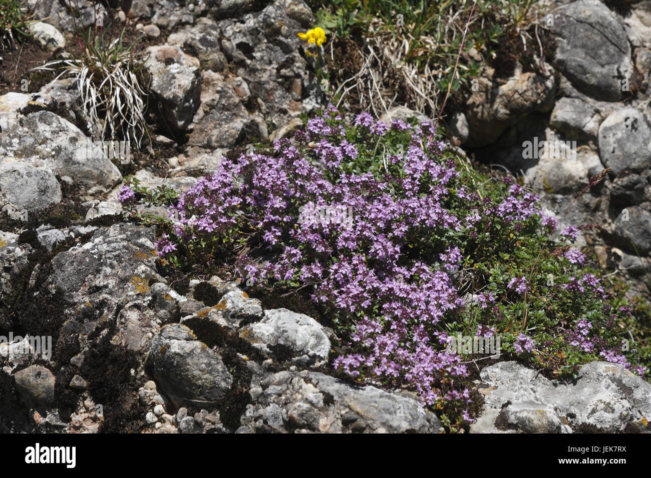Thymiyn feldthymian hi-res stock photography and images - Alamy