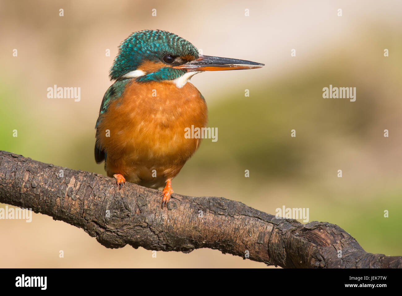 Eisvogel hi-res stock photography and images - Alamy
