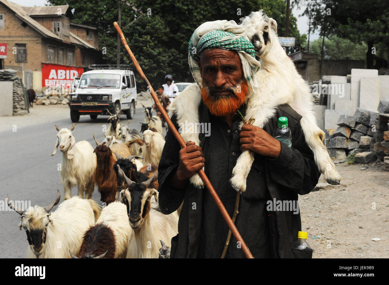 Man with goat walking on road, Srinagar, jammu Kashmir, india, asia ...