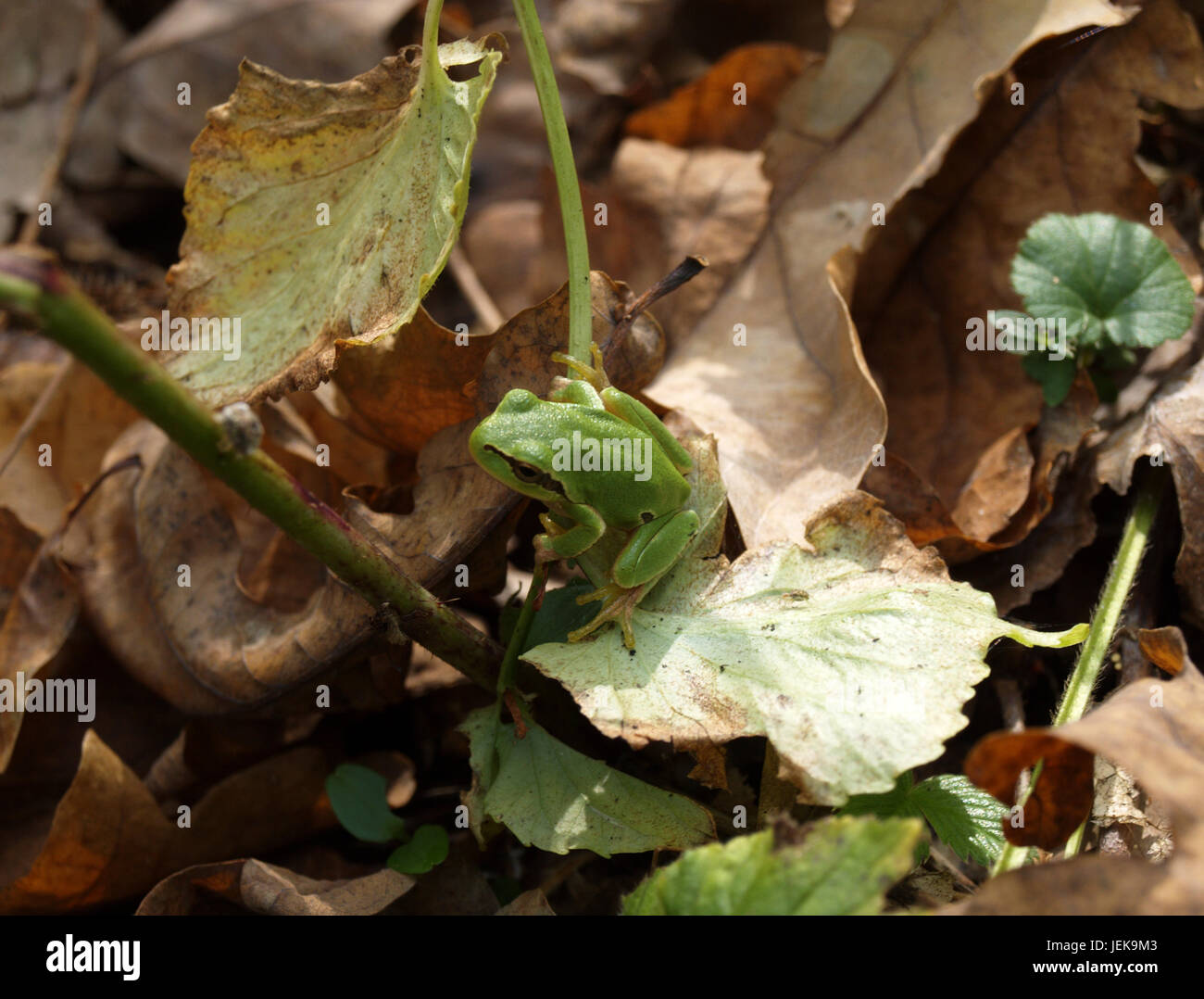 Frogling hi-res stock photography and images - Alamy