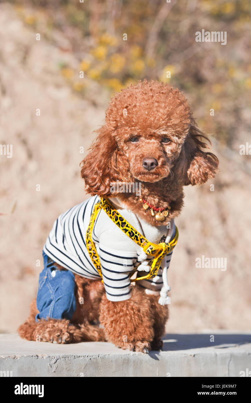 What Does A Chinese Poodle Dog