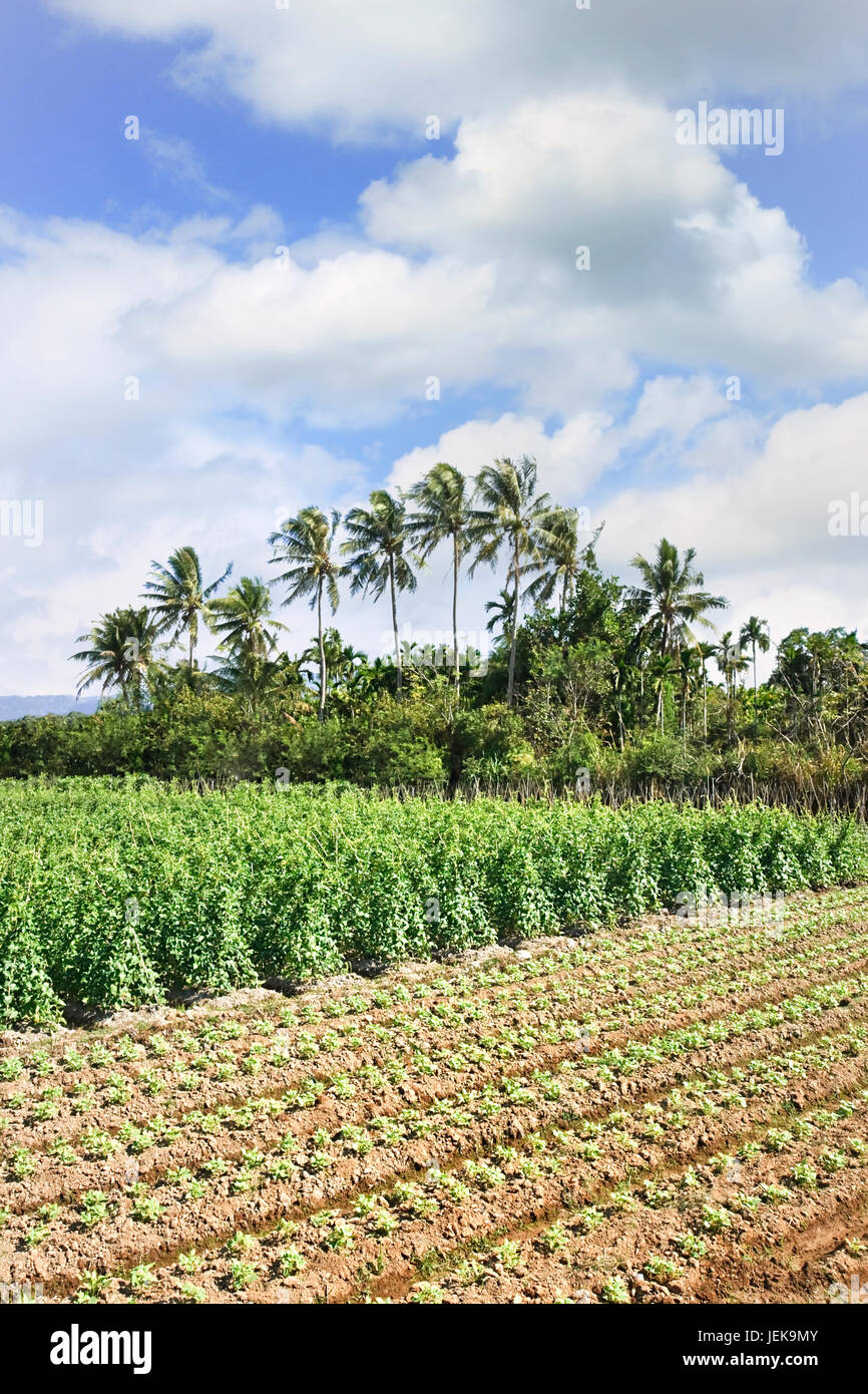 Green farmland with tropical palm trees on the background in Hainan ...