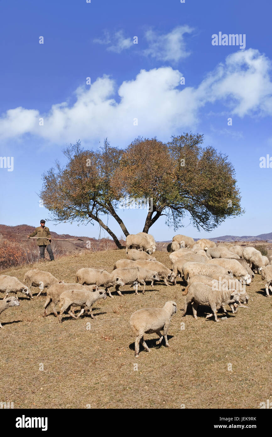 INNER MONGOLIA-CHINA-OCT. 8, 2007. Shepherd with a flock of sheep on a ...