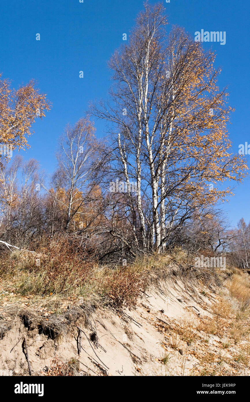 A sandy ditch with a few birch trees with red leaves, Inner Mongolia ...