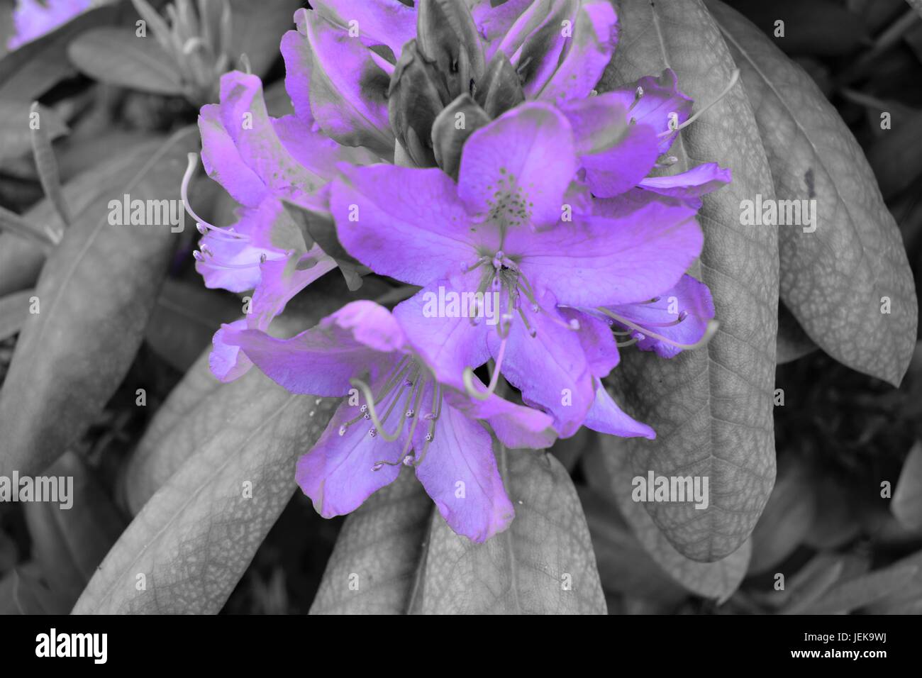 Selective colour hi-res stock photography and images - Alamy