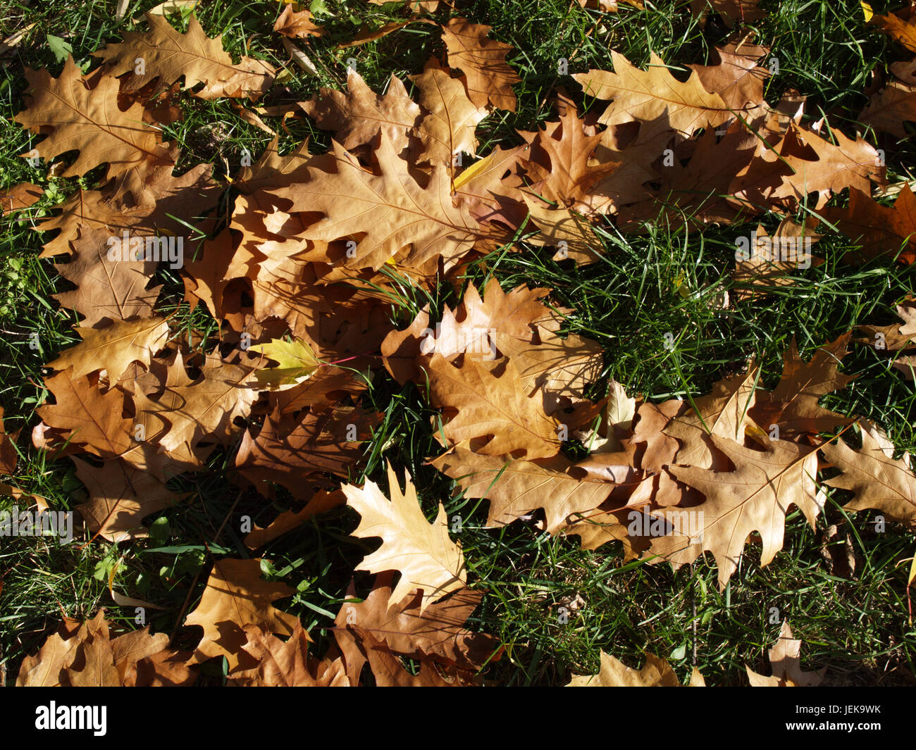 Fallen oak leaves Stock Photo - Alamy