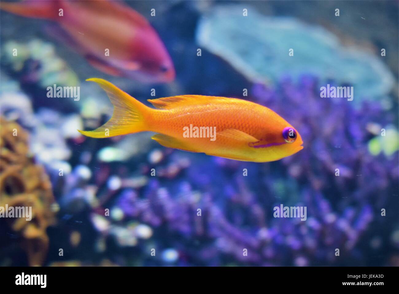 One beautifully bold fish who swims elegantly among several other ...